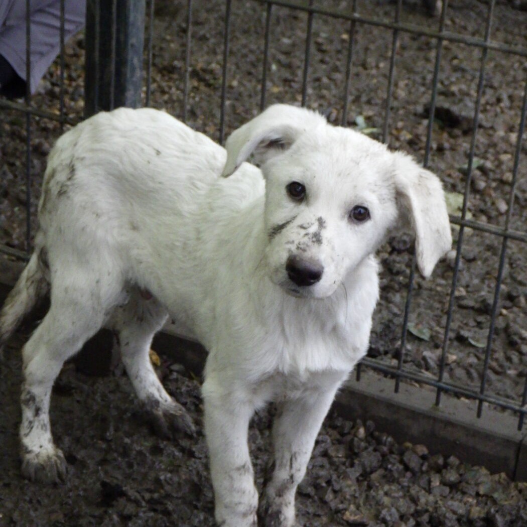Vaskur | Animal in need