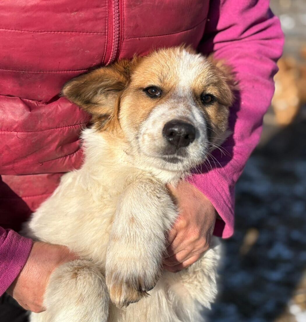 Pippa | Animal in need