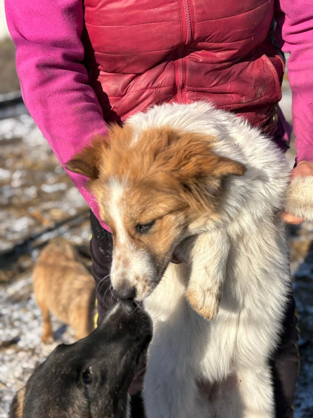 Pippa | Animal in need