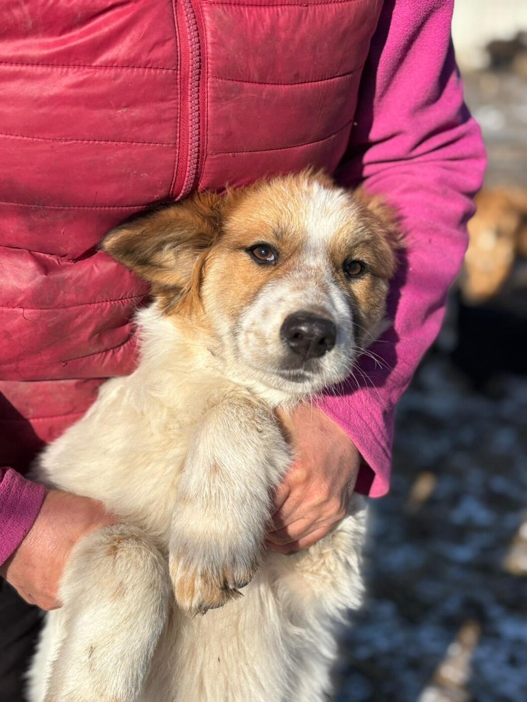 Pippa | Animal in need